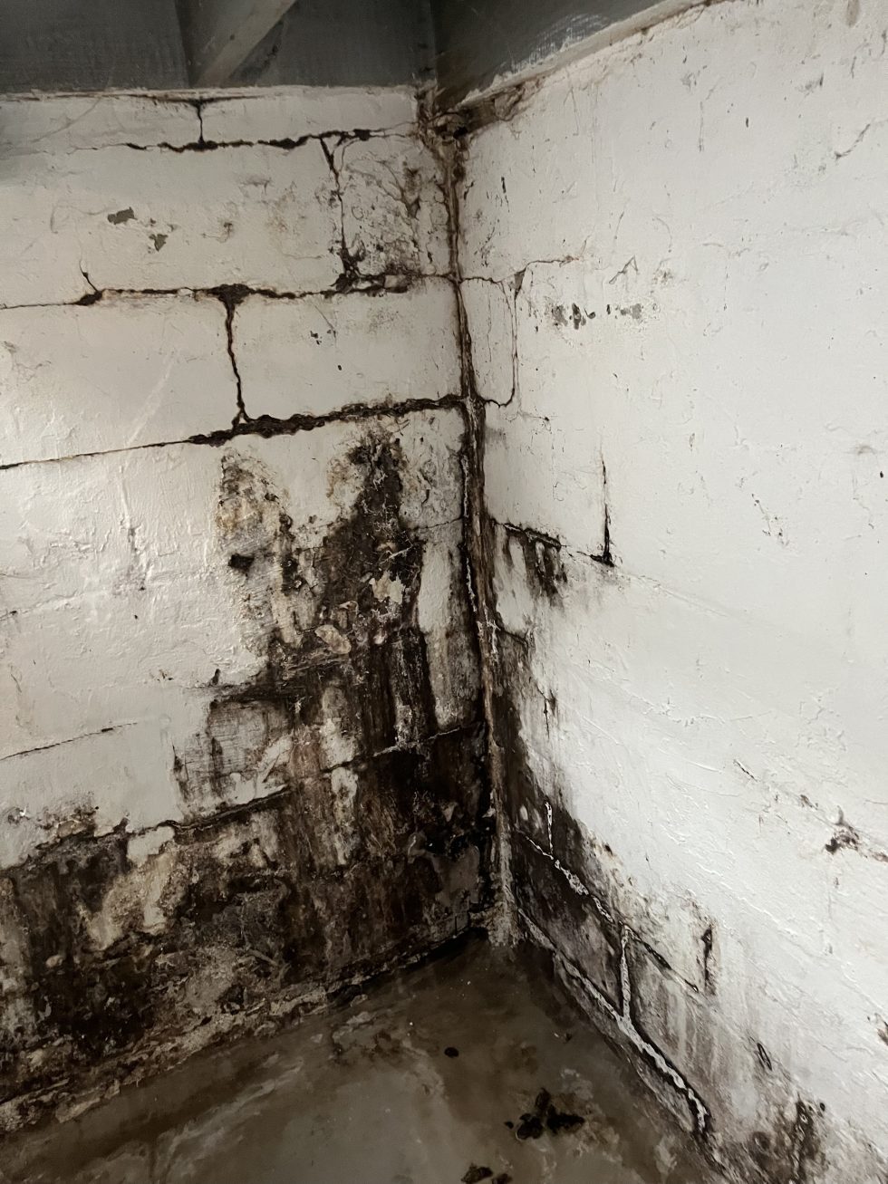 Black Mold Exposure | Chicagoland's Mold Restoration Experts